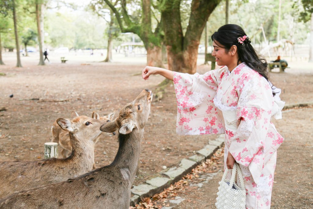 🌸Cherry Blossoms at Nara Park | Make Your Spring Visit Special with ...