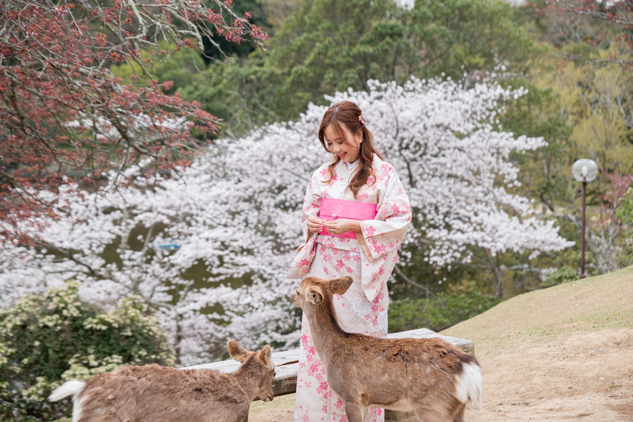 🌸Cherry Blossoms at Nara Park | Make Your Spring Visit Special with ...